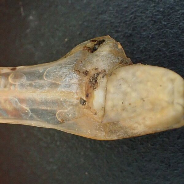 Western Lake Quillwort (Isoetes Setacea) Plant Care & How to Grow, Water