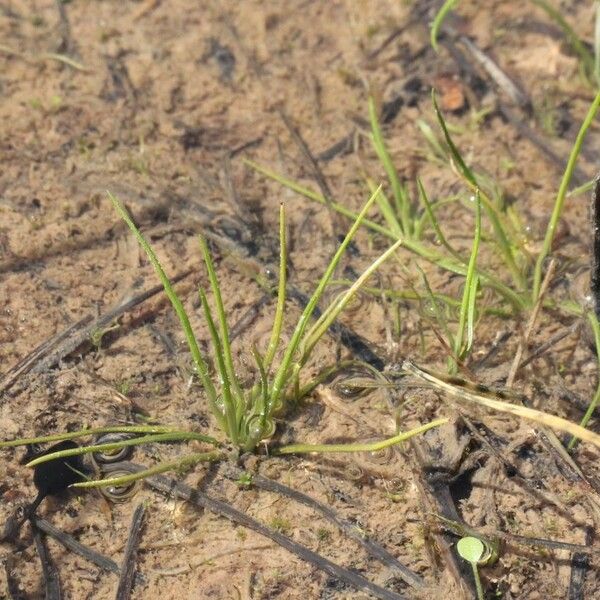 Veiled Quillwort (Isoetes Velata) Care Guide: Water, Soil & Propagation ...