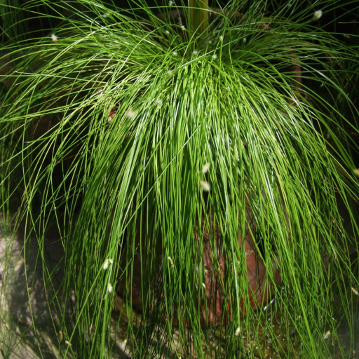 Low Bulrush (Isolepis Cernua) Plant Care & How to Grow, Water