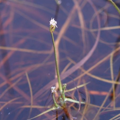 Floating Club-rush (Isolepis Fluitans) Plant Care & How to Grow, Water