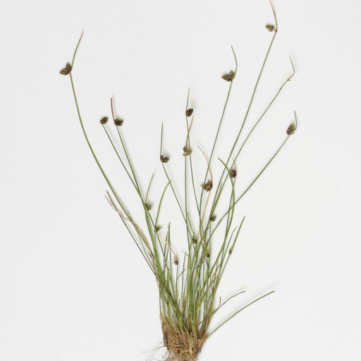 Bristle Club-Rush (Isolepis Setacea) Plant Care & How to Grow, Water