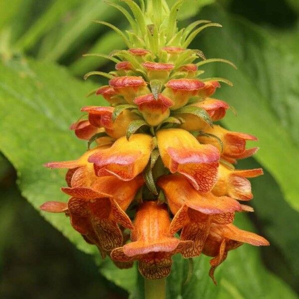 Isoplexis Sceptrum Plant Care & How to Grow, Water