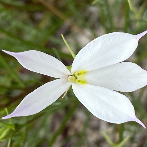 Isotoma Anethifolia Care Guide: Water, Soil & Propagation - Plantiary