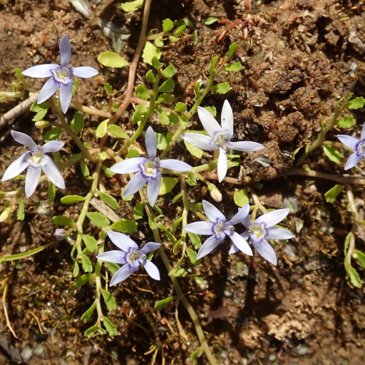 Isotoma (Isotoma Fluviatilis) Plant Care & How to Grow, Water