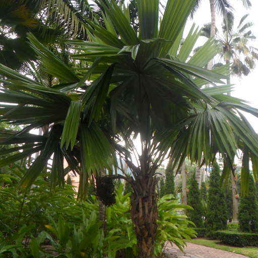 Itaya Amicorum Plant Care & How to Grow, Water