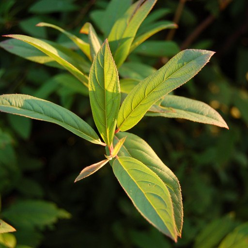 Virginia Sweetspire (Itea Virginica) Plant Care & How to Grow, Water