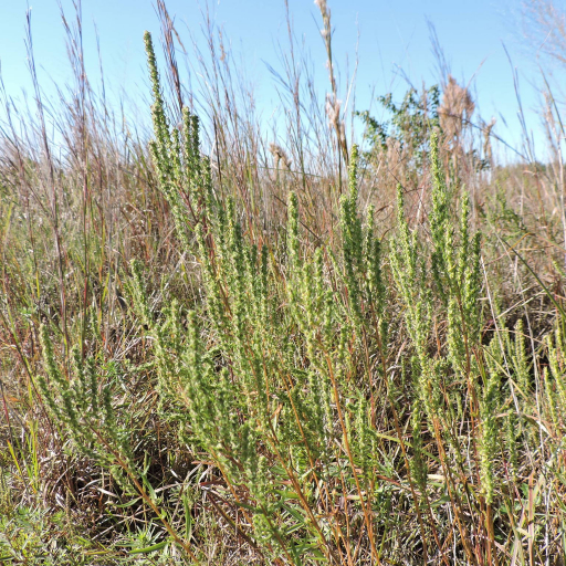 Narrowleaf Marsh-Elder (Iva Angustifolia) Plant Care & How to Grow, Water