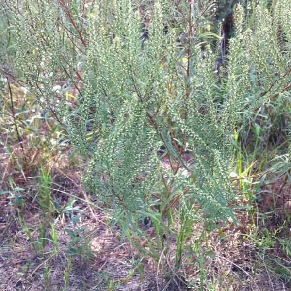 Pensacola Marsh Elder (Iva Asperifolia) Care Guide: Water, Soil ...
