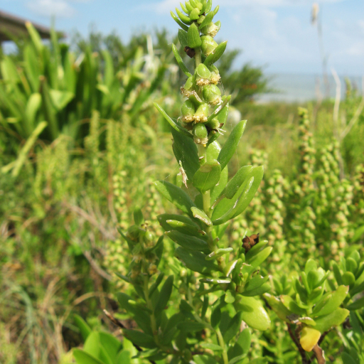 Seacoast Marsh Elder (Iva Imbricata) Care Guide: Water, Soil ...