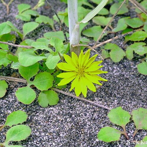 Creeping Beach Ixeris (Ixeris Repens) Plant Care & How to Grow, Water