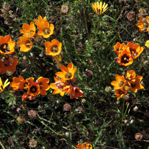 Spotted African Cornlily (Ixia Maculata) Plant Care & How to Grow, Water