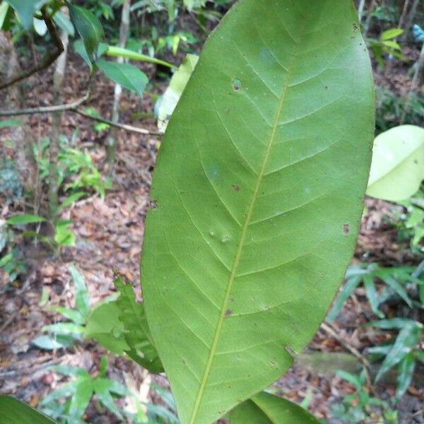 Ten Men Tree (Ixonanthes Reticulata) Plant Care & How to Grow, Water