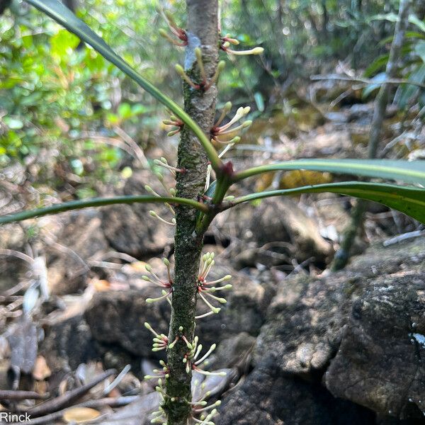 Ixora Cauliflora Plant Care & How to Grow, Water