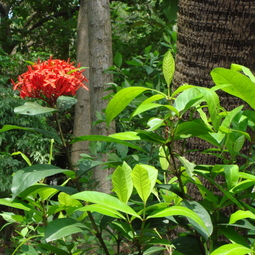 Chinese Ixora (Ixora Chinensis) Plant Care & How to Grow, Water