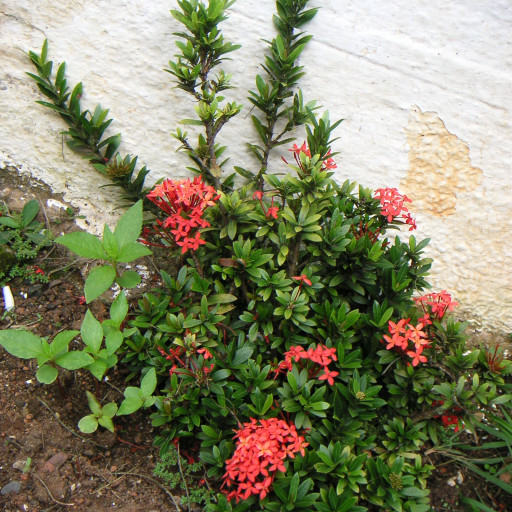 Flame Of The Woods (Ixora Coccinea) Plant Care & How to Grow, Water