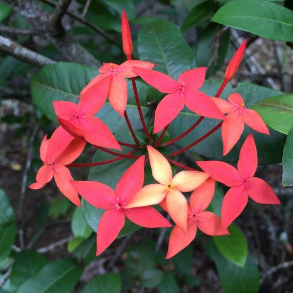 Javanese Ixora (Ixora Javanica) Care Guide: Water, Soil & Propagation ...