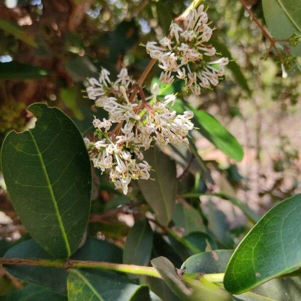 Ixora Parviflora Care Guide: Water, Soil & Propagation - Plantiary