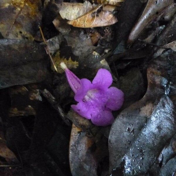 Jacaranda Copaia Plant Care & How to Grow, Water