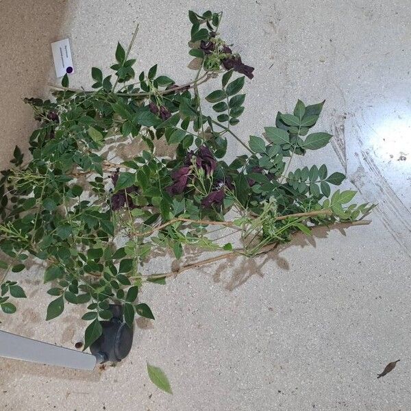 Maroon Jacaranda (Jacaranda Jasminoides) Plant Care & How to Grow, Water