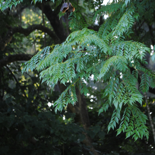 Jacaranda Macrantha Plant Care & How to Grow, Water