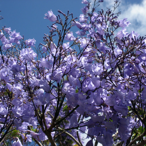 Blue Jacaranda (Jacaranda Mimosifolia) Plant Care & How to Grow, Water