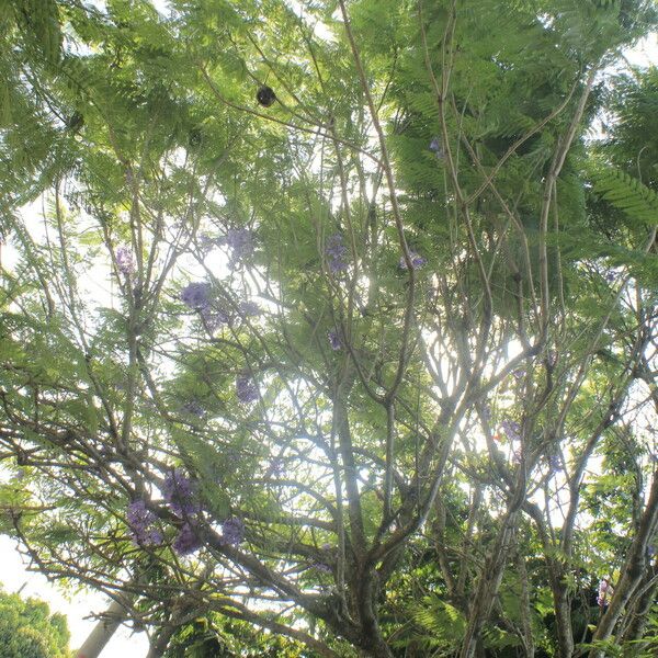 Jacaranda (Jacaranda Obtusifolia) Plant Care & How to Grow, Water