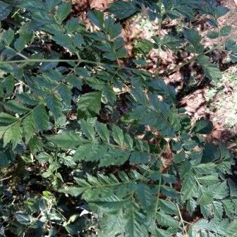 Jacaranda Puberula Plant Care & How to Grow, Water