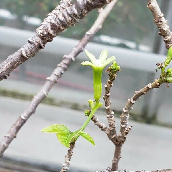 Jacaratia Corumbensis Plant Care & How to Grow, Water