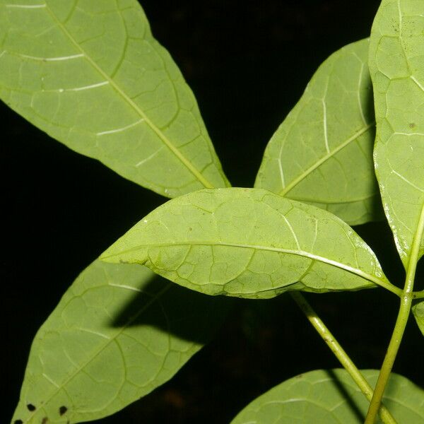 Jacaratia Dolichaula Care Guide: Water, Soil & Propagation - Plantiary
