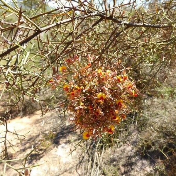 Jacksonia Spinosa Plant Care & How to Grow, Water