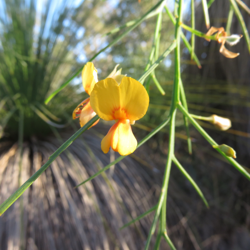 Stinkwood (Jacksonia Sternbergiana) Plant Care & How to Grow, Water