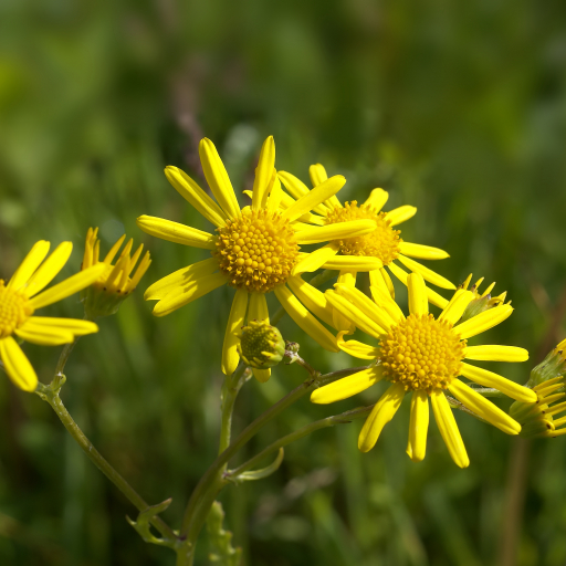 Marsh Ragwort (Jacobaea Aquatica) Plant Care & How to Grow, Water