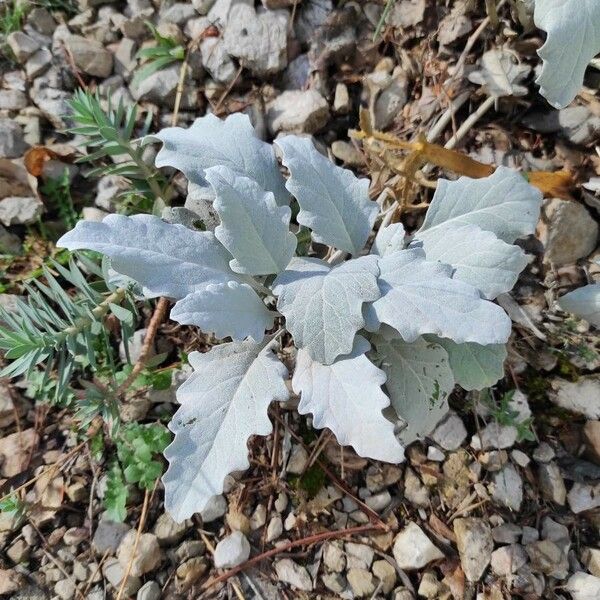 Jacobaea Candida Plant Care & How to Grow, Water