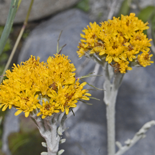 Grey Ragwort (Jacobaea Incana) Plant Care & How to Grow, Water