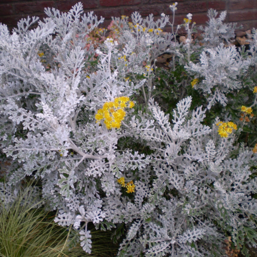Dusty-Miller (Jacobaea Maritima) Plant Care & How to Grow, Water