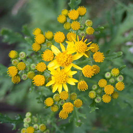 Tansy Ragwort (Jacobaea Vulgaris) Plant Care & How to Grow, Water