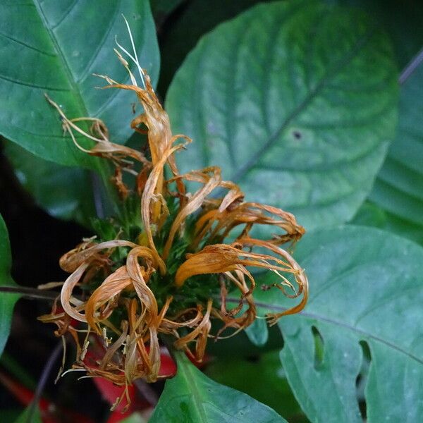 Jacobinia Chrysostephana Plant Care & How to Grow, Water