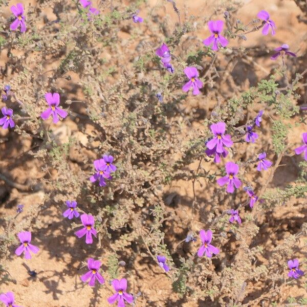 Minileaf Jaybee (Jamesbrittenia Microphylla) Plant Care & How to Grow ...