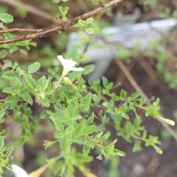 Karoo Jaybee (Jamesbrittenia Tysonii) Care Guide: Water, Soil ...