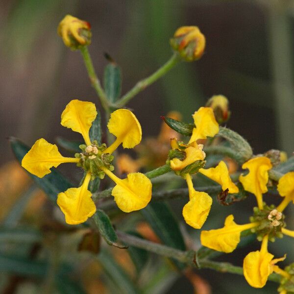 Slender Janusia (Janusia Gracilis) Plant Care & How to Grow, Water