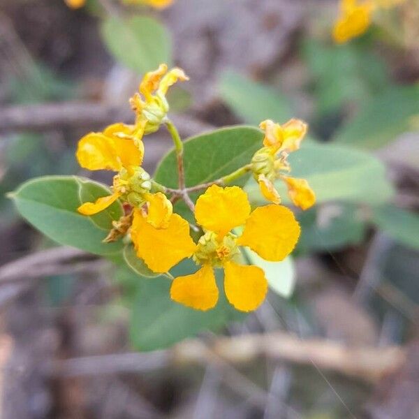 Janusia Guaranitica Plant Care & How to Grow, Water