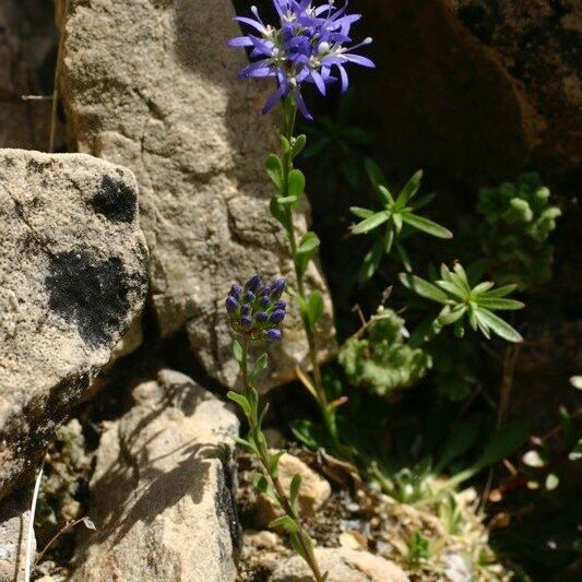 Jasione Foliosa Plant Care & How to Grow, Water