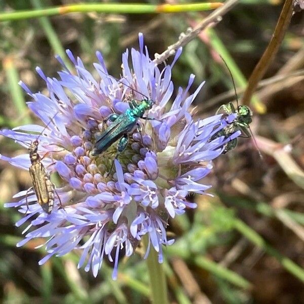 Jasione Maritima Plant Care & How to Grow, Water