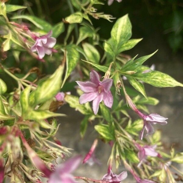 Beesianum Jasmine (Jasminum Beesianum) Plant Care & How to Grow, Water