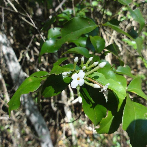 Jasminum Elatum Care Guide: Water, Soil & Propagation - Plantiary