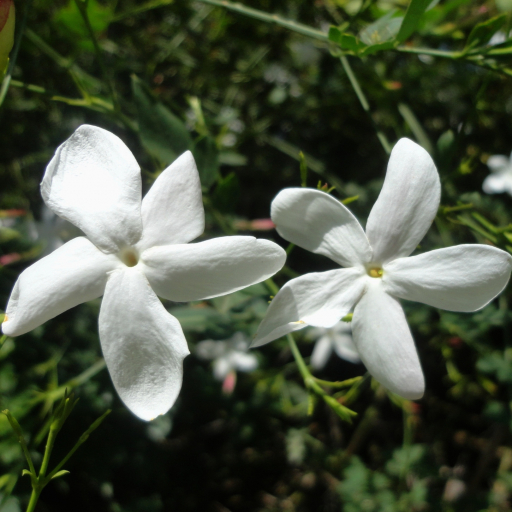 Spanish Jasmine (Jasminum Grandiflorum) Plant Care & How to Grow, Water