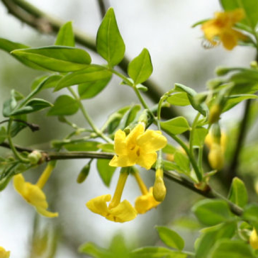 Wild Jasmine (Jasminum Humile) Plant Care & How to Grow, Water