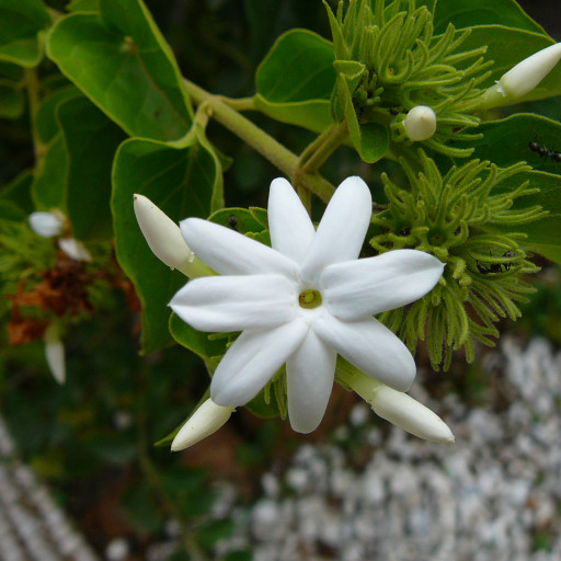 Star Jasmine (Jasminum Multiflorum) Care Guide: Water, Soil ...