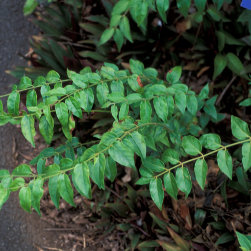Wild Jasmine Plant Care & How to Grow, Water