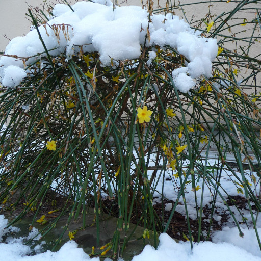 Sugar Maple (Acer Saccharum) Plant Care & How to Grow, Water